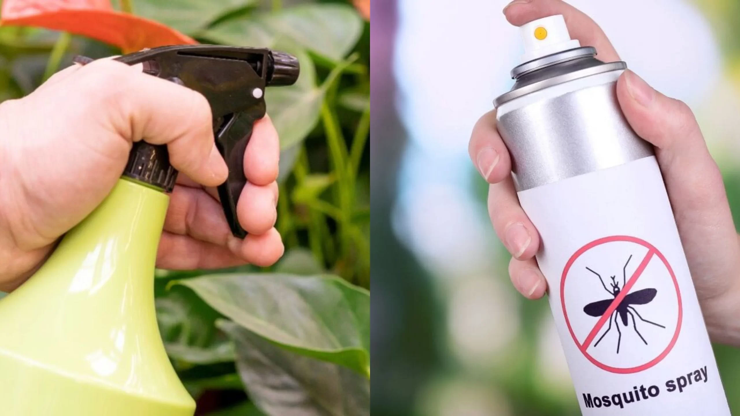 Cómo elegir el mejor insecticida para tu hogar - Handymanmex